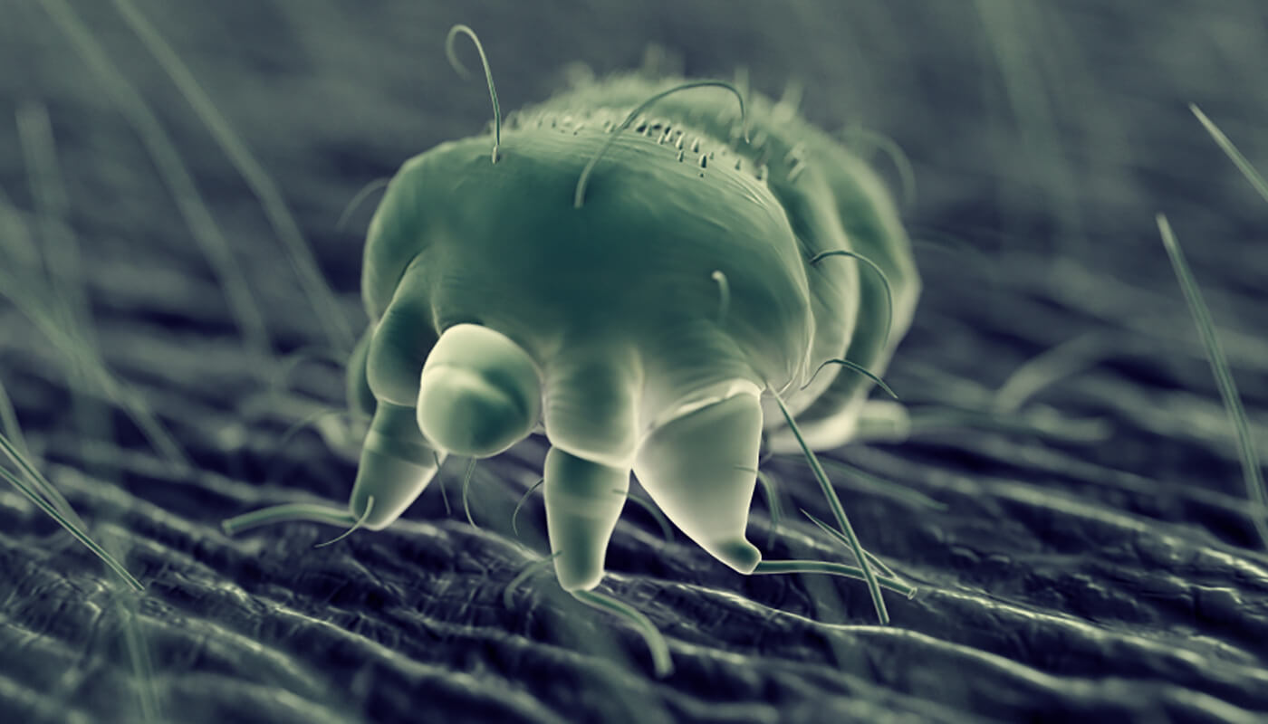 IACS - The International Alliance for the Control of Scabies (IACS) is ...